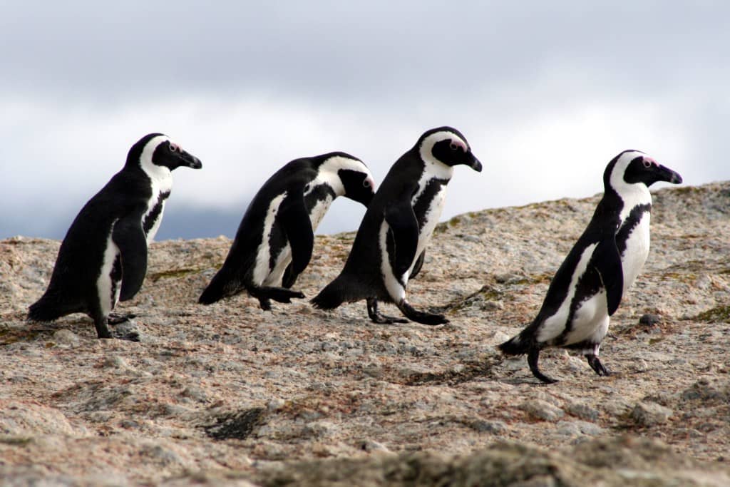 jackasspenguin,(第10页)_大山谷图库