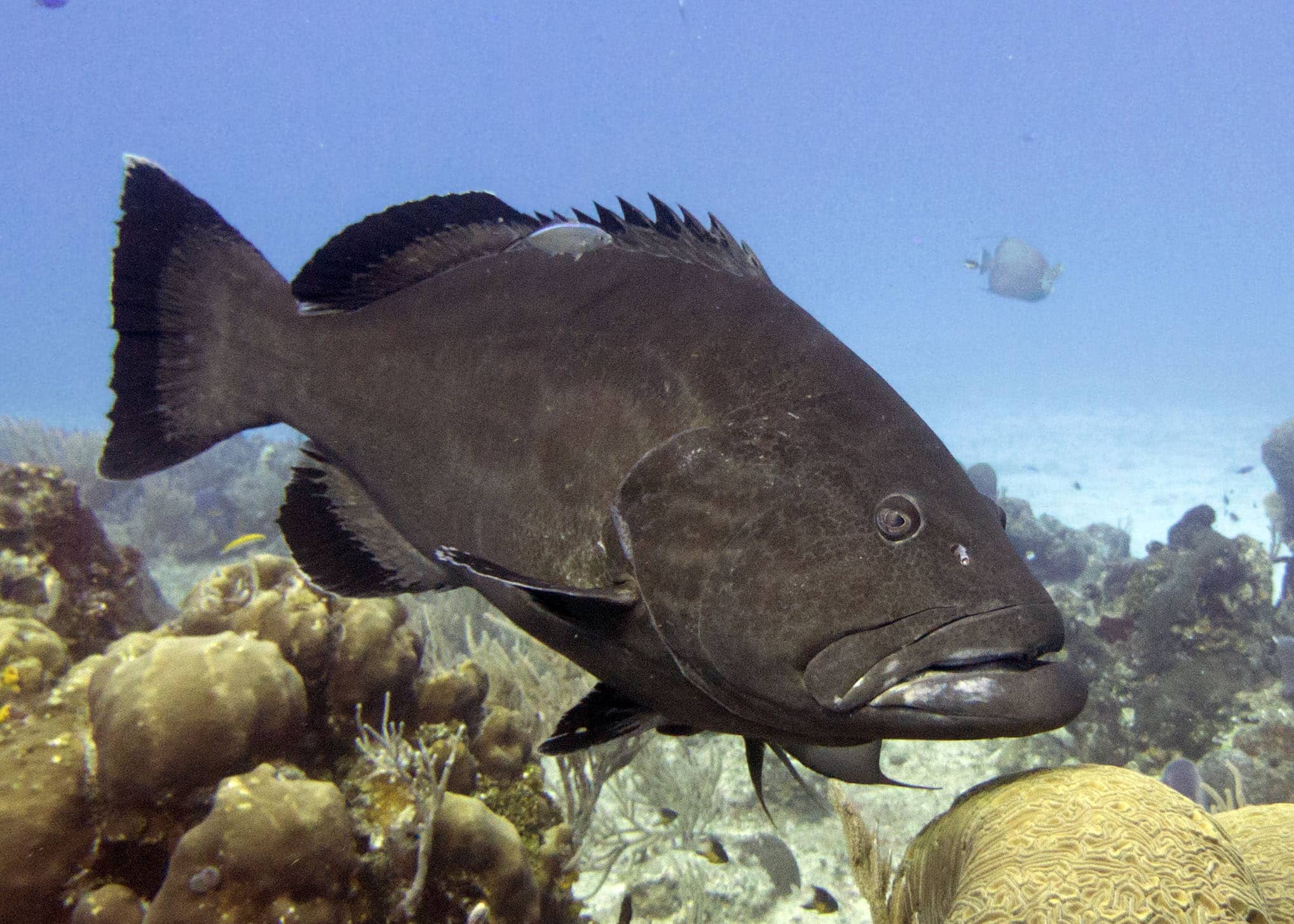 Fab Photos Friday Cozumel Above and Below