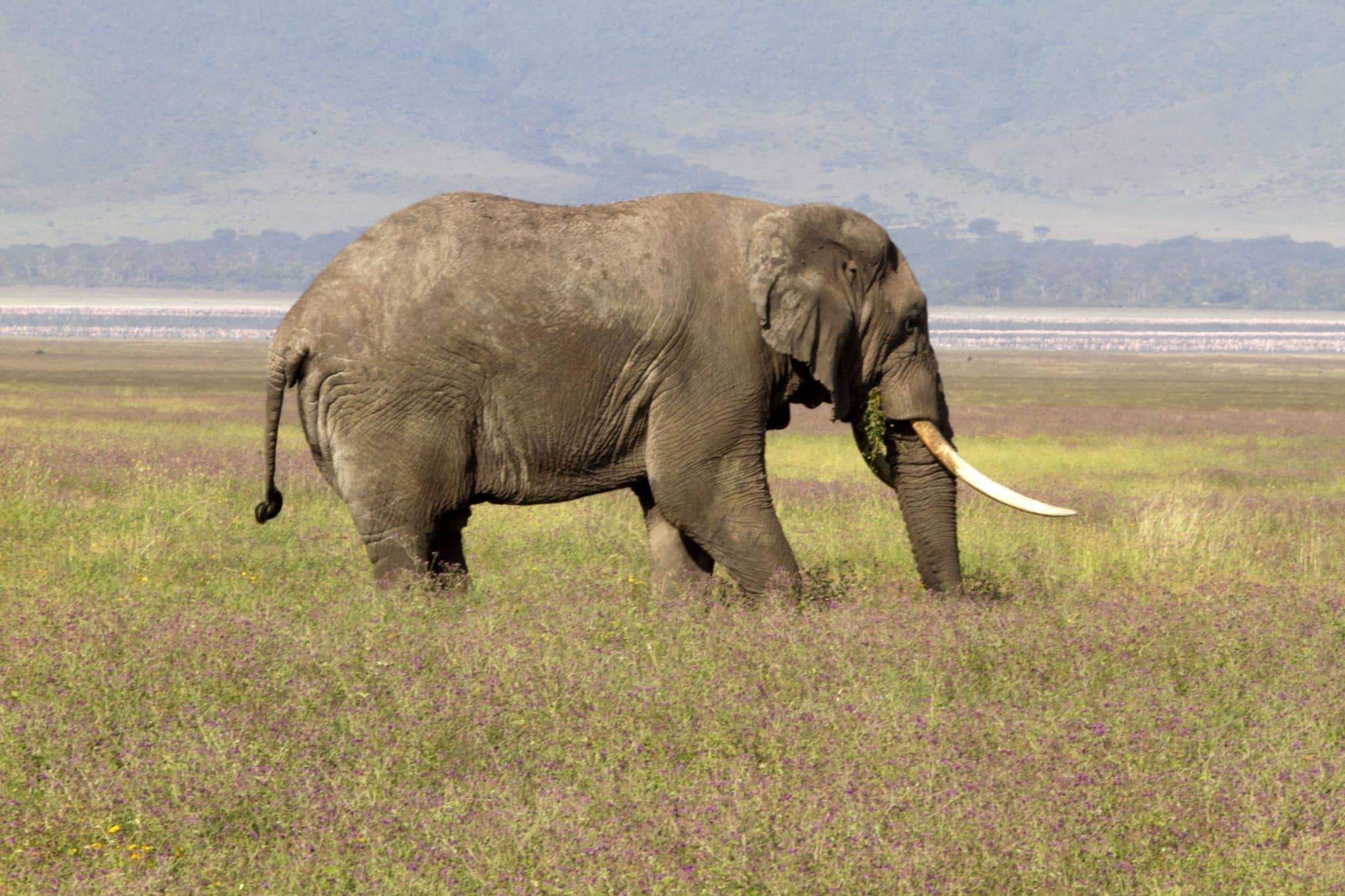 Fab Photos Friday: Elephants | TRAVELS WITH TAM