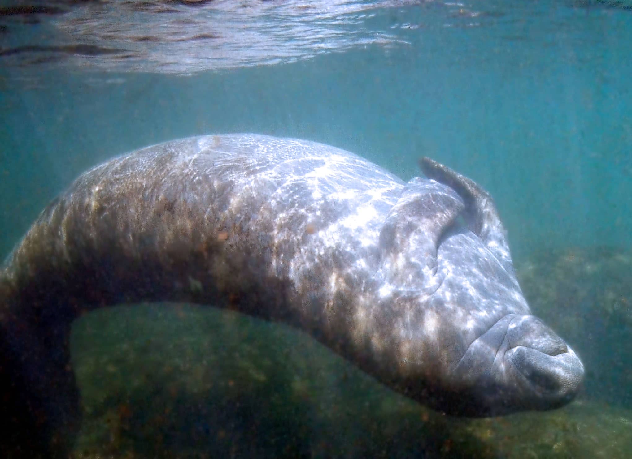 Give Back to Mother Earth this Holiday Season! | TRAVELS WITH TAM