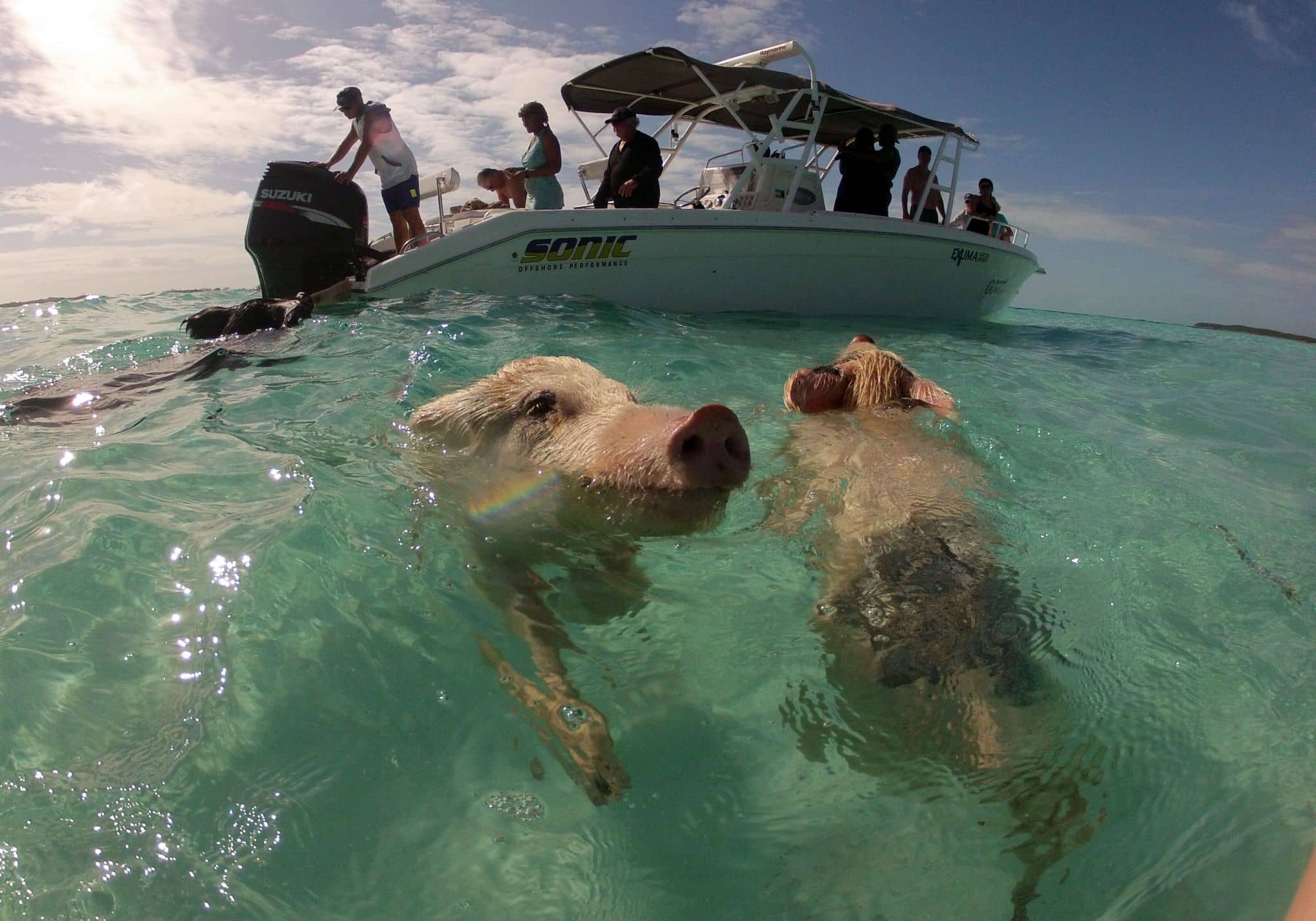 Why are there swimming pigs in the Exumas, Bahamas??? | TRAVELS WITH TAM