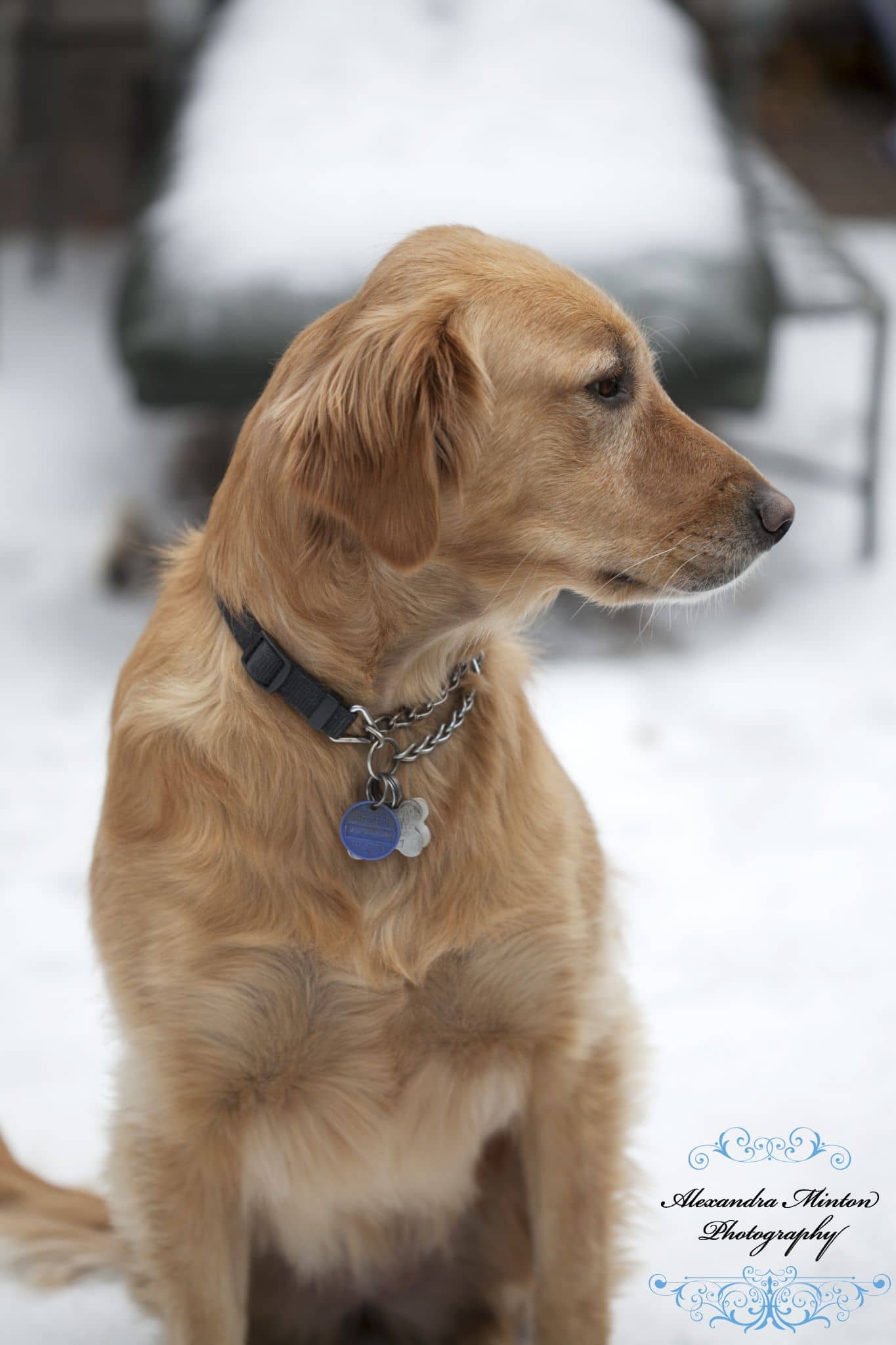 I think my dog is psychotic. | TRAVELS WITH TAM