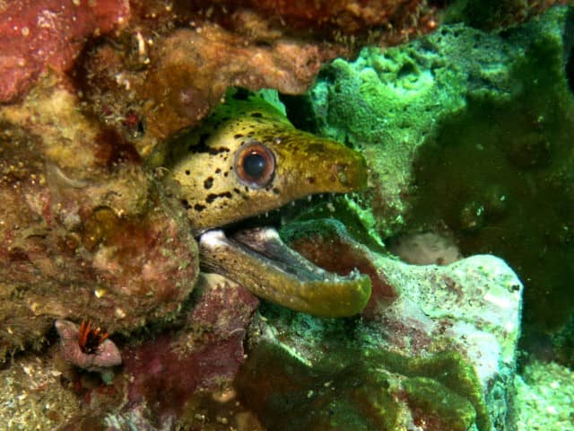 Fab Photo Friday Featuring EELS! | TRAVELS WITH TAM