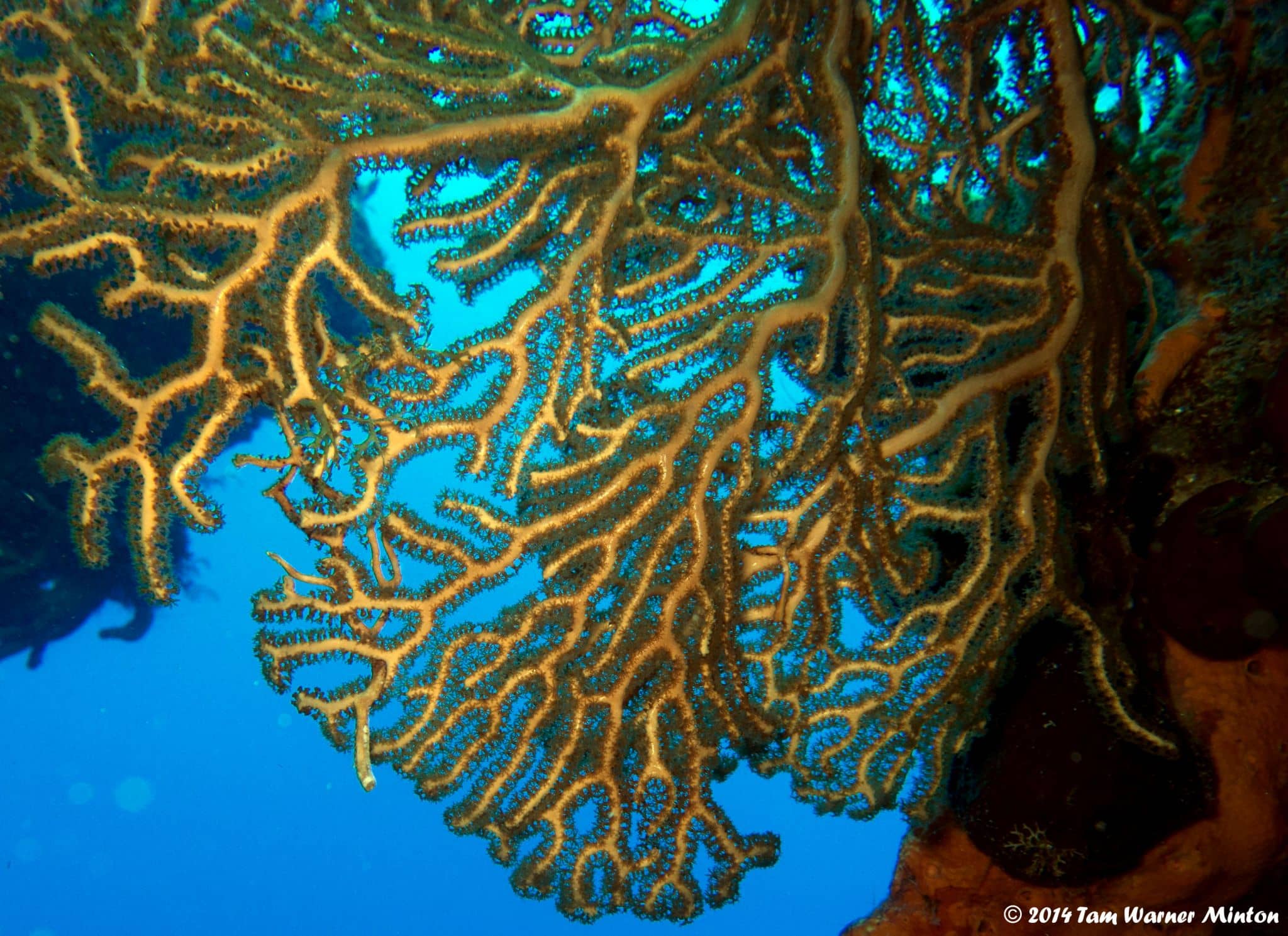 Fab Photos Friday: An Awesome 4th Dive Day in Cozumel! | TRAVELS WITH TAM