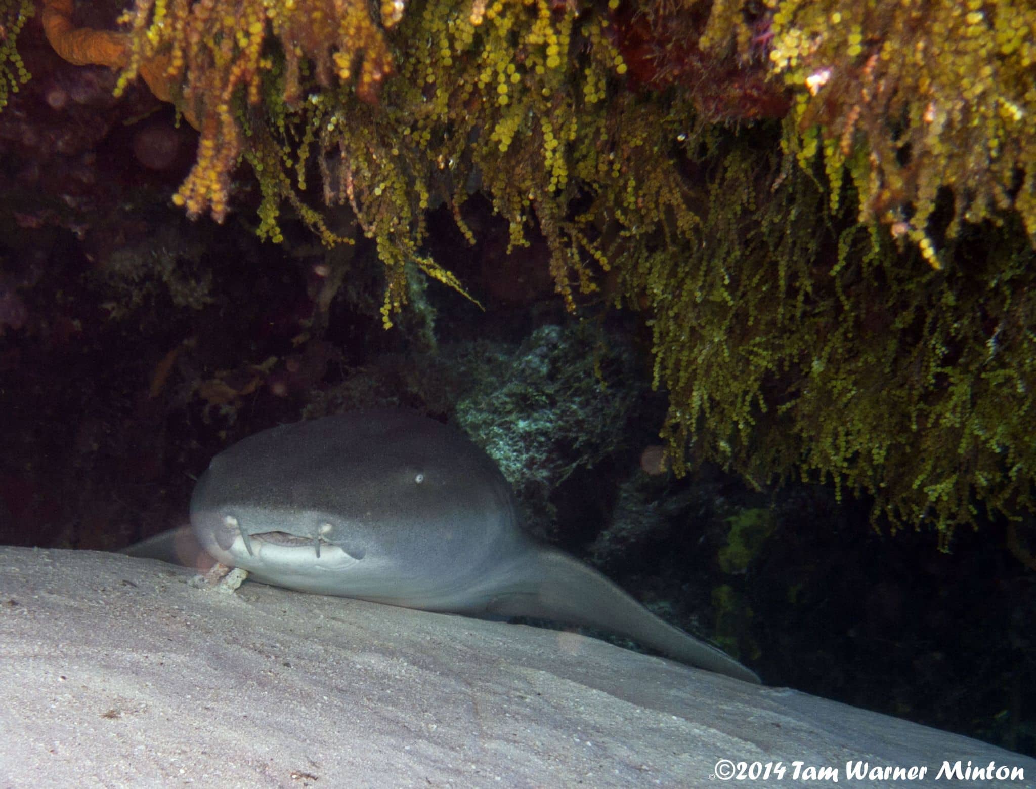 Fab Photos Friday: Shark Week! | TRAVELS WITH TAM