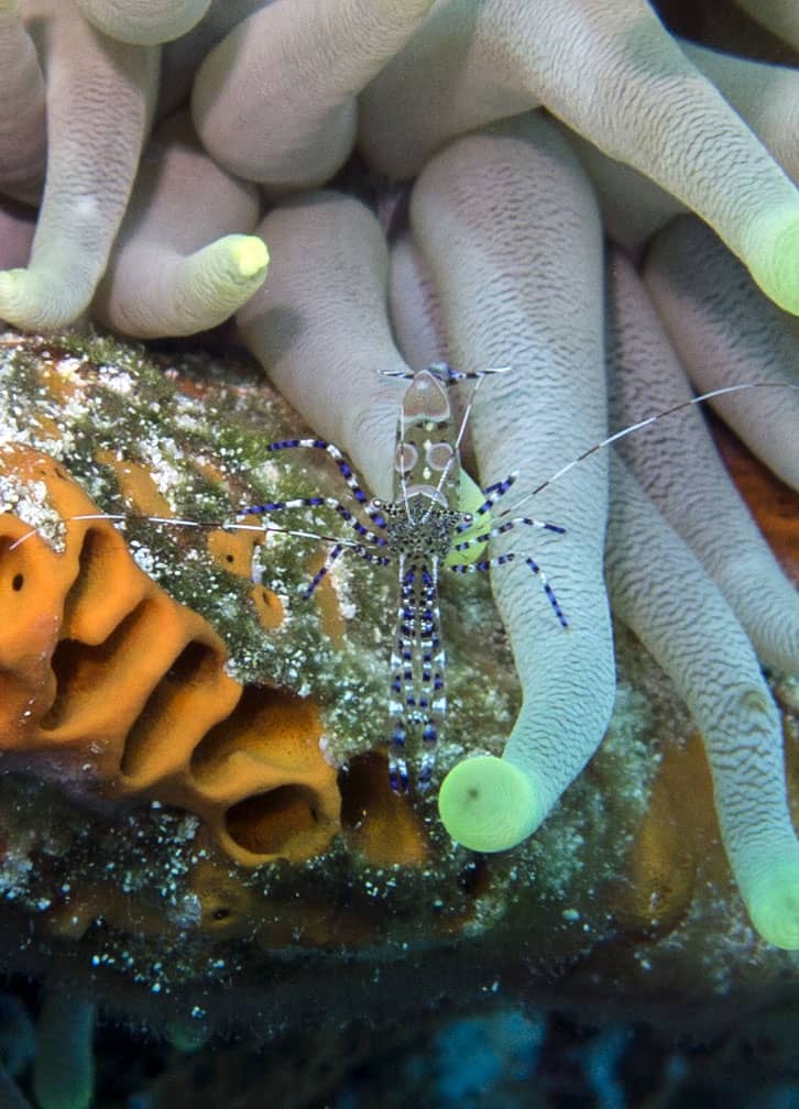 Fabulous Photo Friday The Cool Critters under the Sea and Ocean