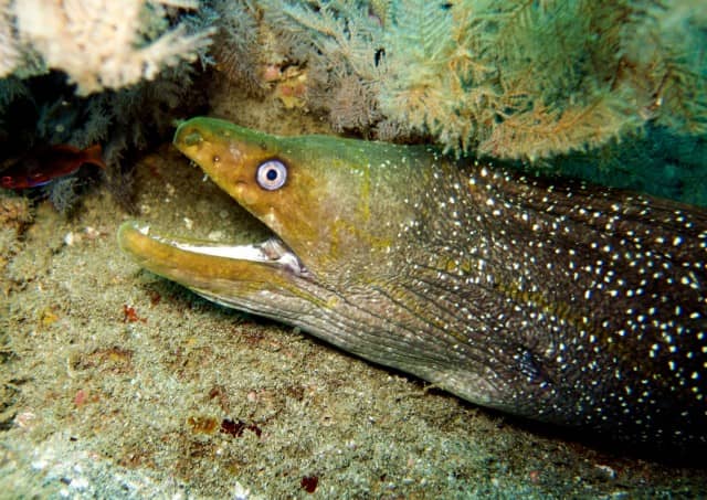 Fab Photo Friday Featuring EELS! | TRAVELS WITH TAM