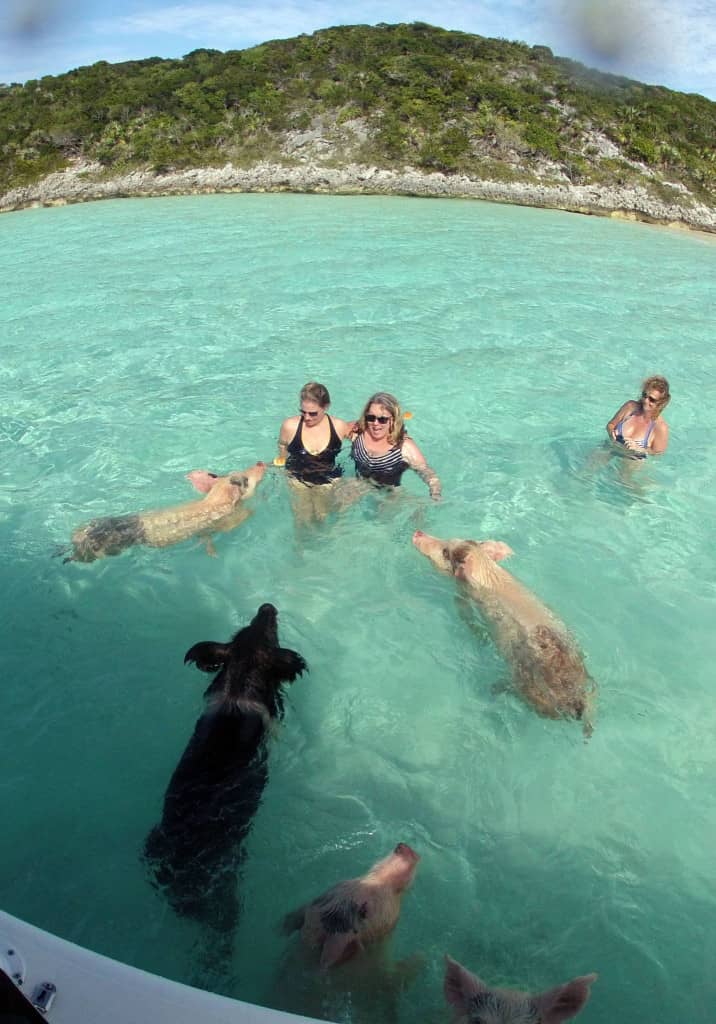 Have you Ever Heard of the Swimming Pigs in the Bahamas?