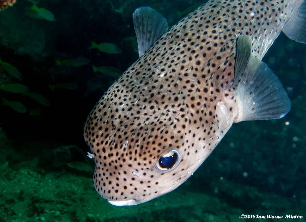 Fab Photos Friday: Funky Fish! | TRAVELS WITH TAM