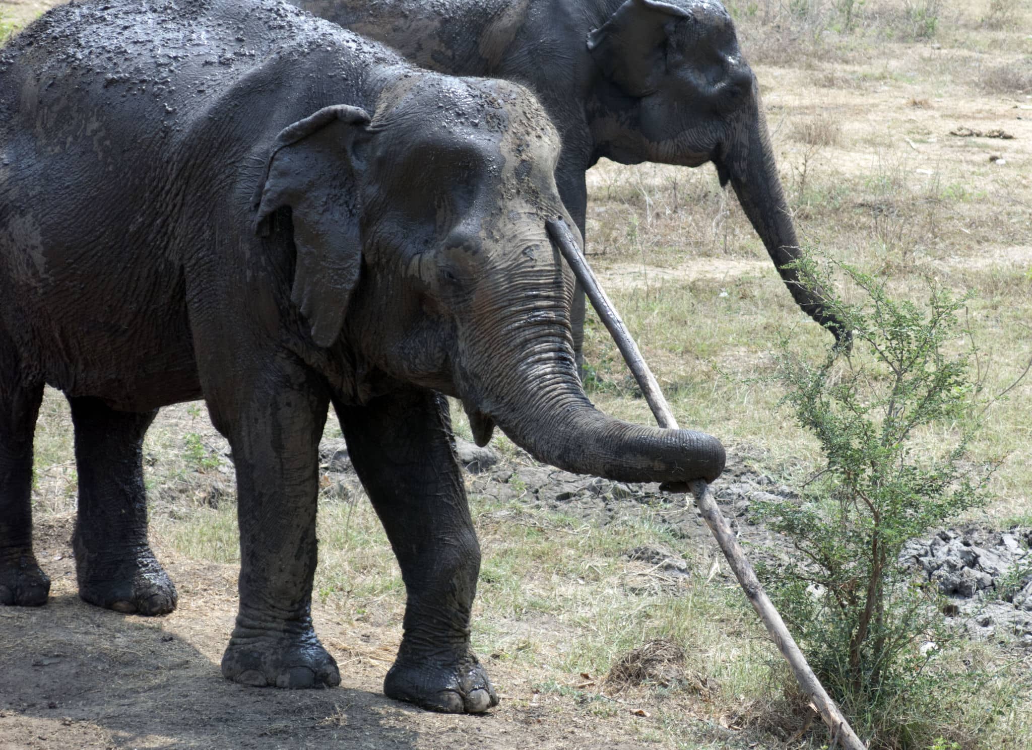 Fab Photos Friday: Elephants | TRAVELS WITH TAM