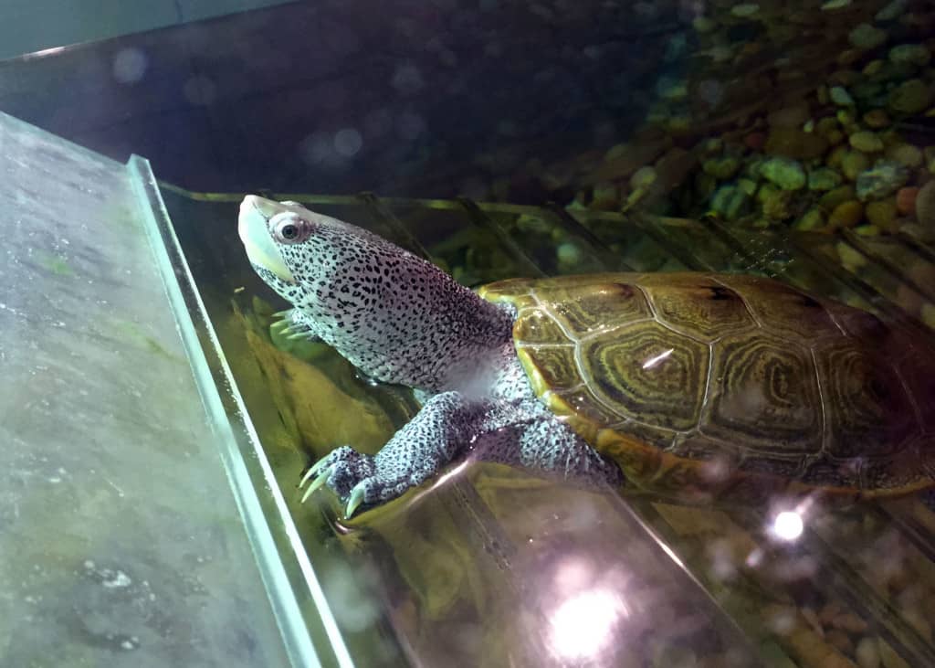 A Visit to Tybee Island's Marine Science Center | TRAVELS WITH TAM