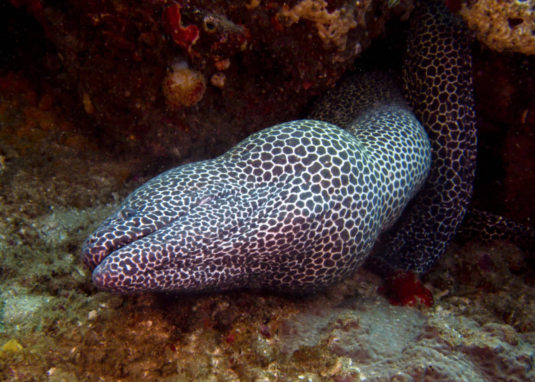 Fab Photo Friday Featuring EELS! | TRAVELS WITH TAM