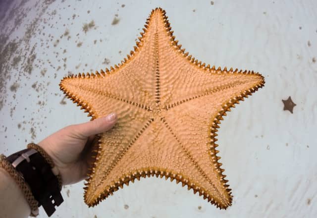 Fab Photos Friday: Starfish Creature Feature! | TRAVELS WITH TAM