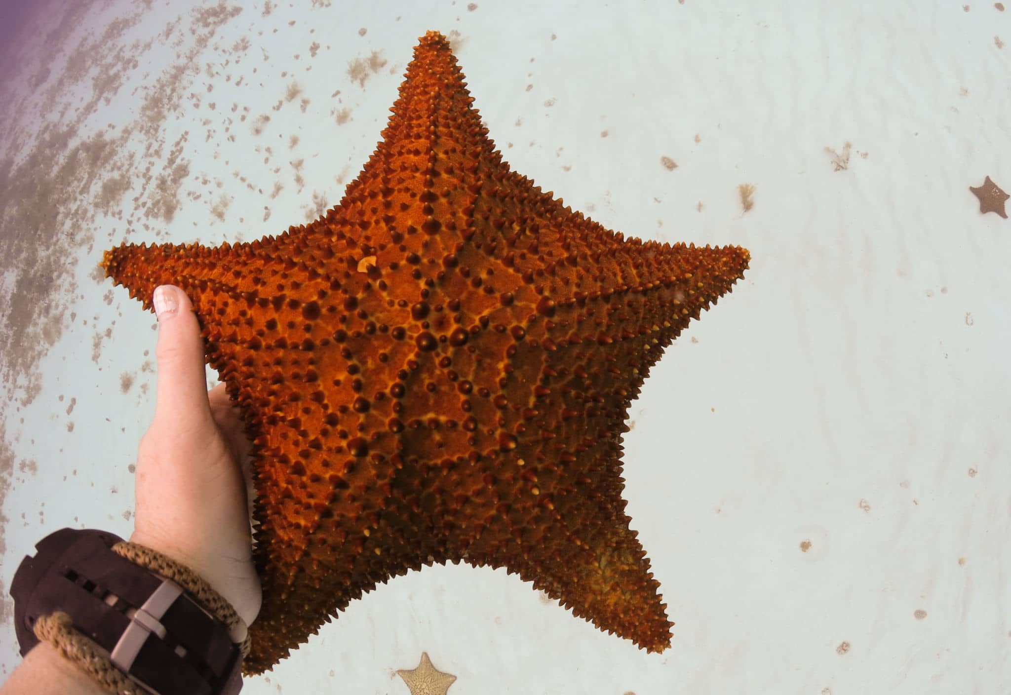 Fab Photos Friday: Starfish Creature Feature! | TRAVELS WITH TAM