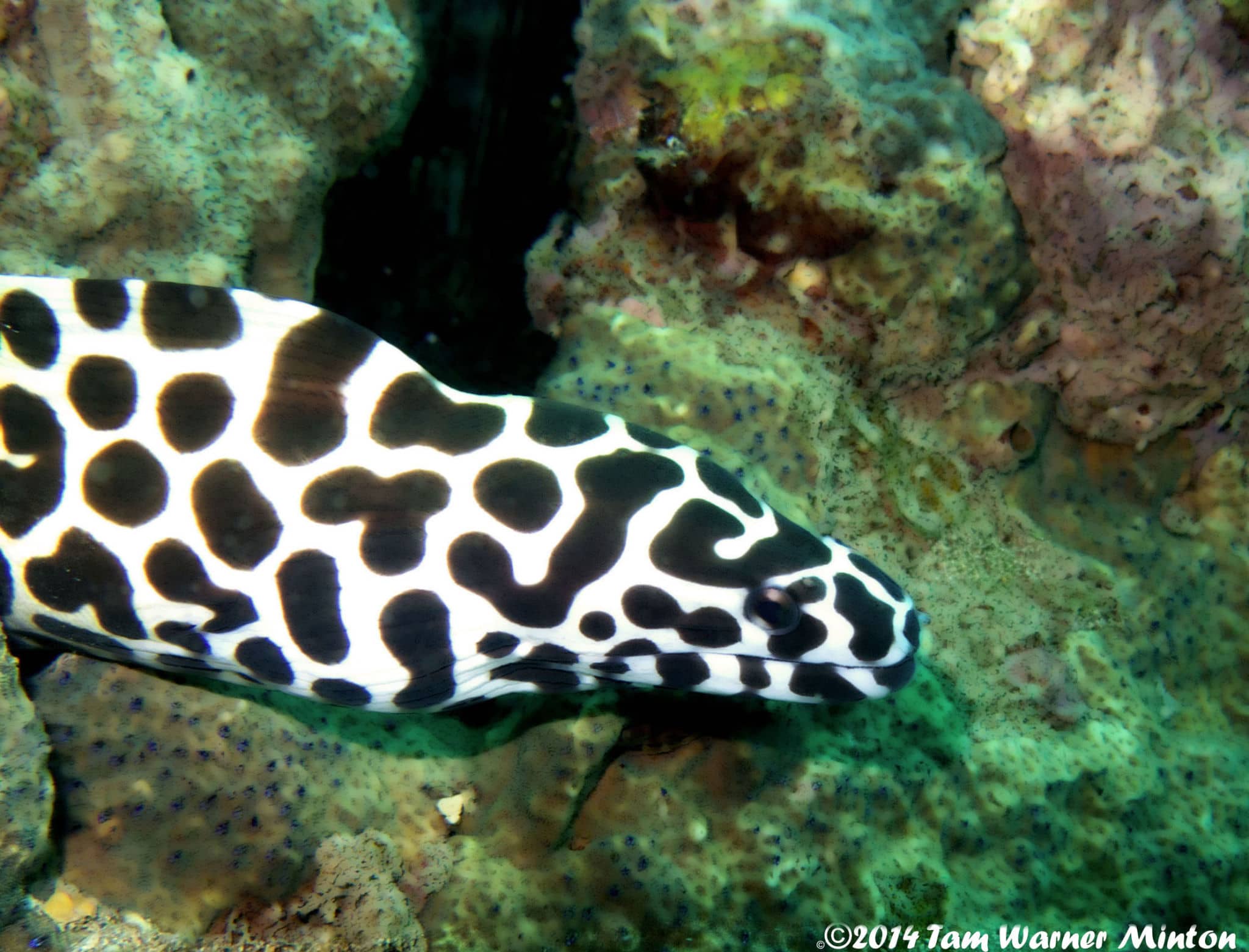 Fab Photo Friday Featuring EELS! | TRAVELS WITH TAM