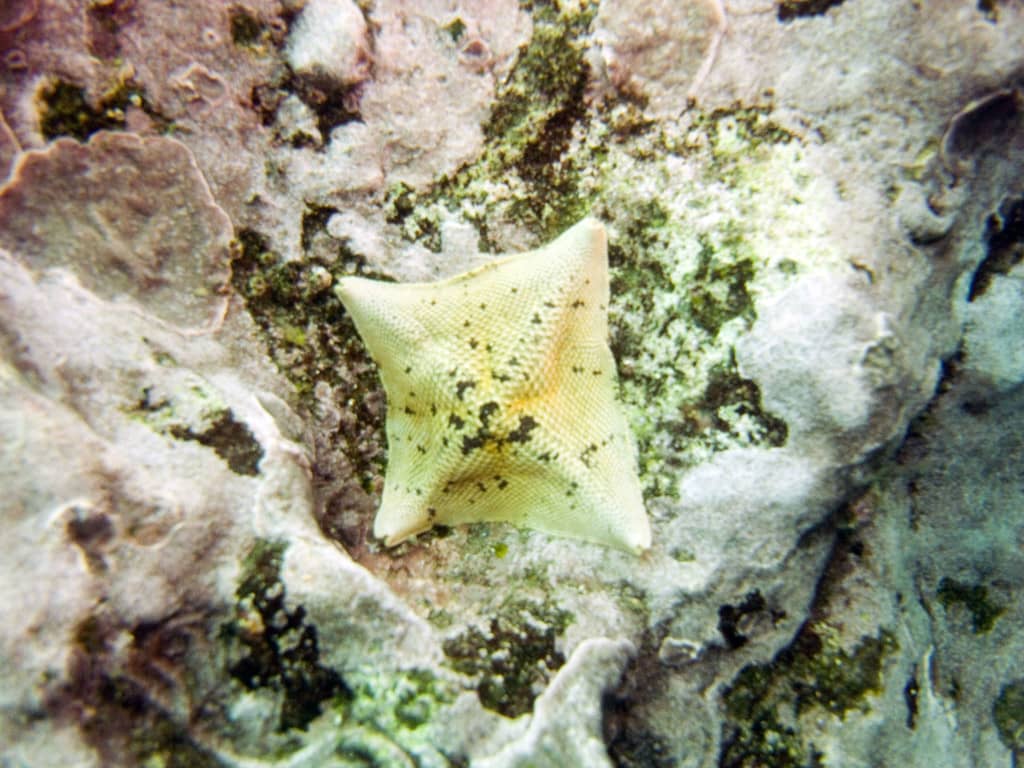 Fab Photos Friday: Starfish Creature Feature! | TRAVELS WITH TAM