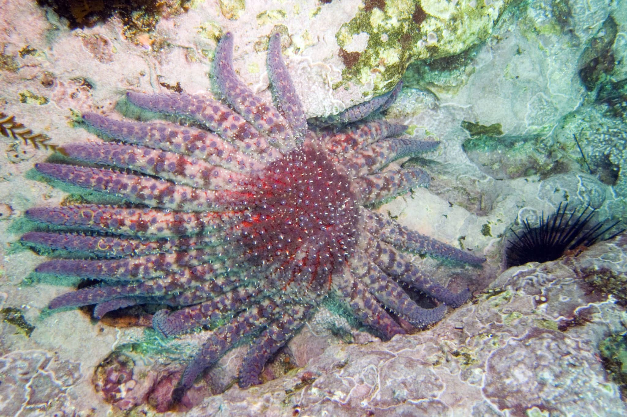 Fab Photos Friday: Starfish Creature Feature! | TRAVELS WITH TAM