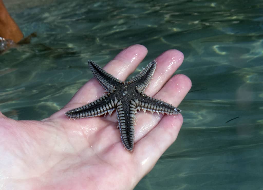 Fab Photos Friday: Starfish Creature Feature! | TRAVELS WITH TAM