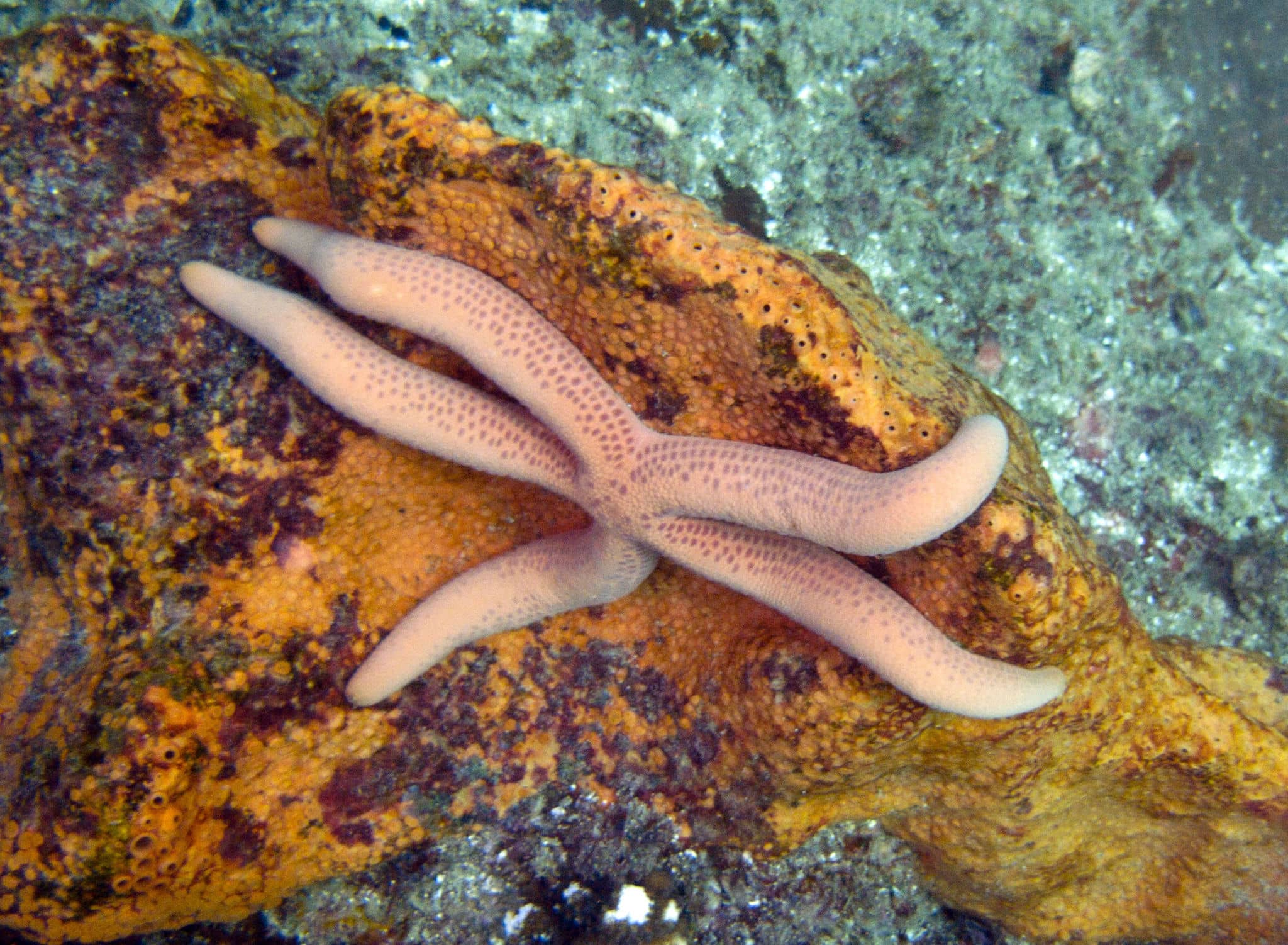 Fab Photos Friday: Starfish Creature Feature! | TRAVELS WITH TAM