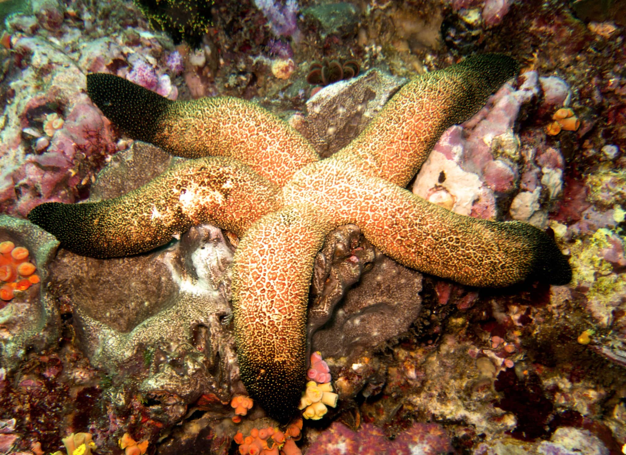 Fab Photos Friday: Starfish Creature Feature! | TRAVELS WITH TAM