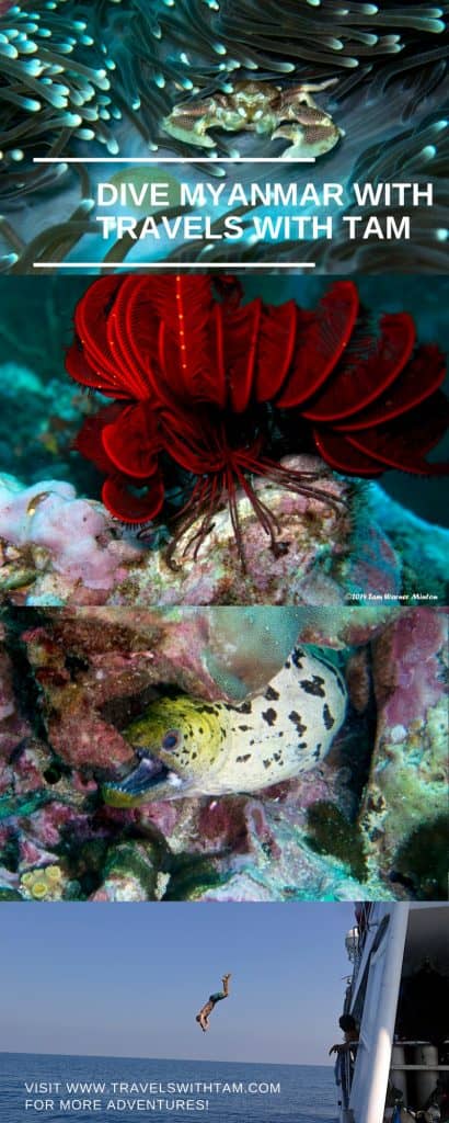 Do You Want to See Amazing Photos of Underwater Life in Myanmar?