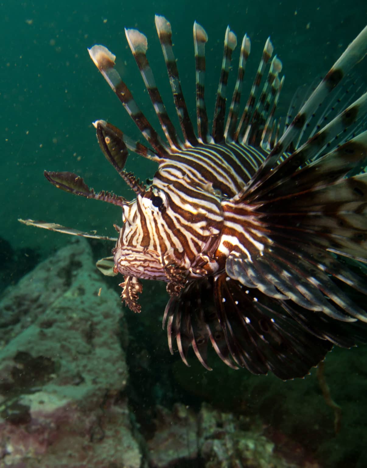 Do You Want to See Amazing Photos of Underwater Life in Myanmar?