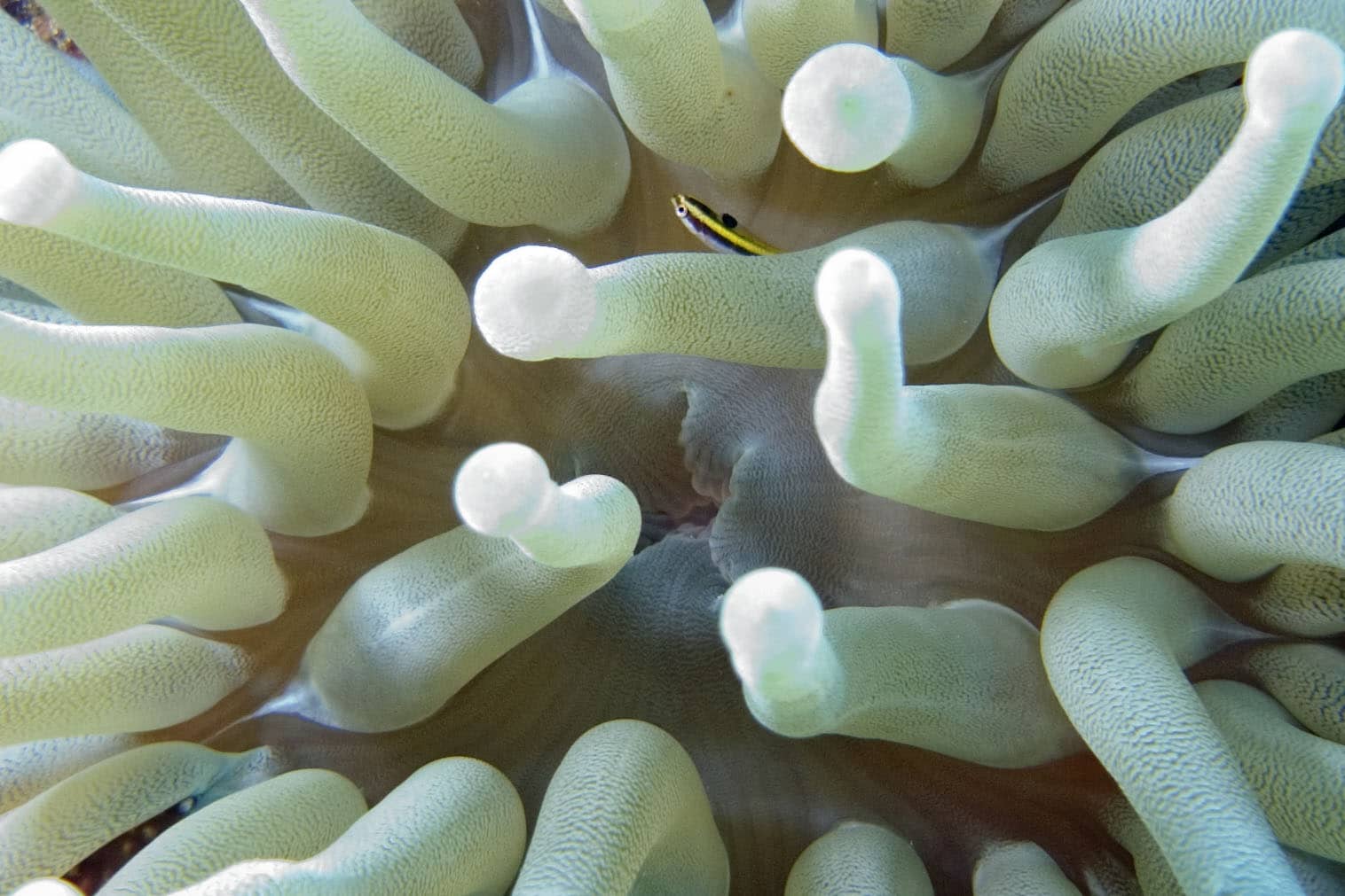 Fab Photos Friday: Do you love Anemones? | TRAVELS WITH TAM