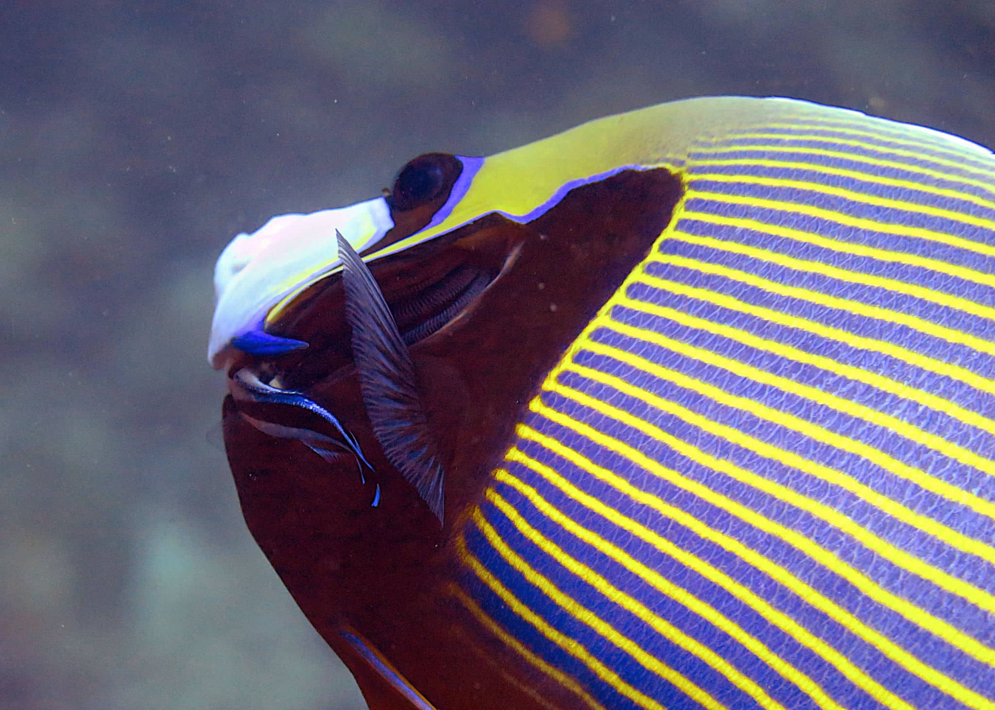 Fab Photos Friday: Angelic Angelfish | TRAVELS WITH TAM