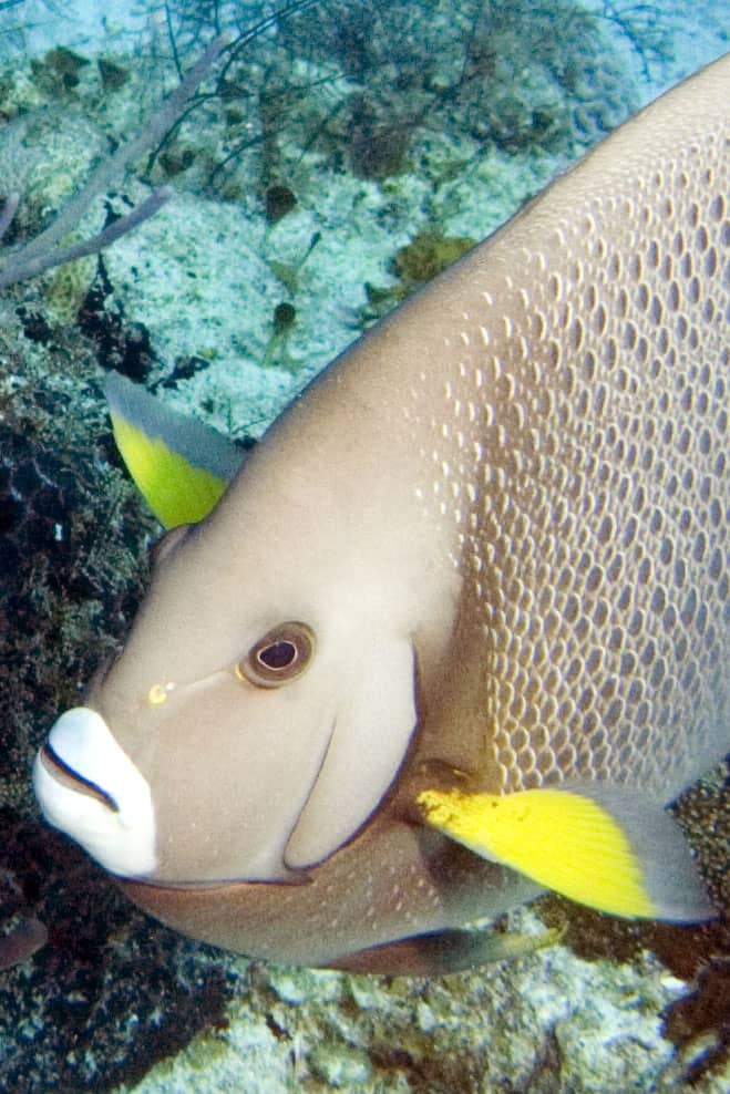 Fab Photos Friday: Angelic Angelfish | TRAVELS WITH TAM