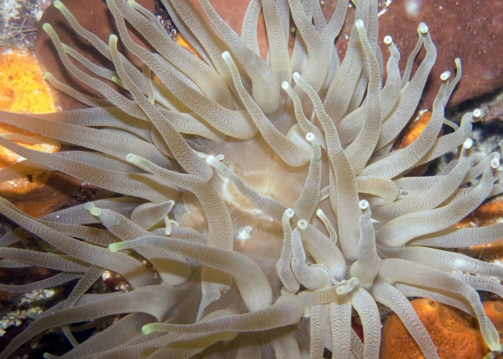 Fab Photos Friday: Do you love Anemones? | TRAVELS WITH TAM