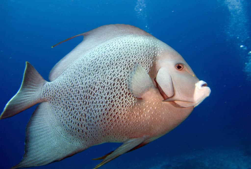 Fab Photos Friday: Angelic Angelfish | TRAVELS WITH TAM