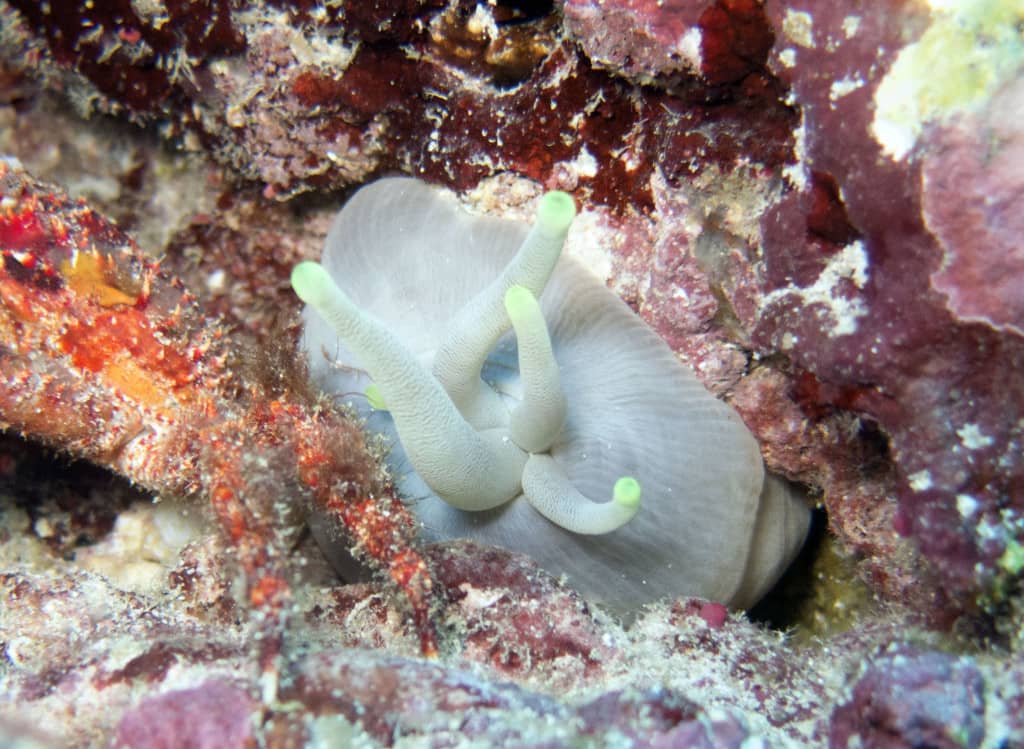 Fab Photos Friday: Do you love Anemones? | TRAVELS WITH TAM