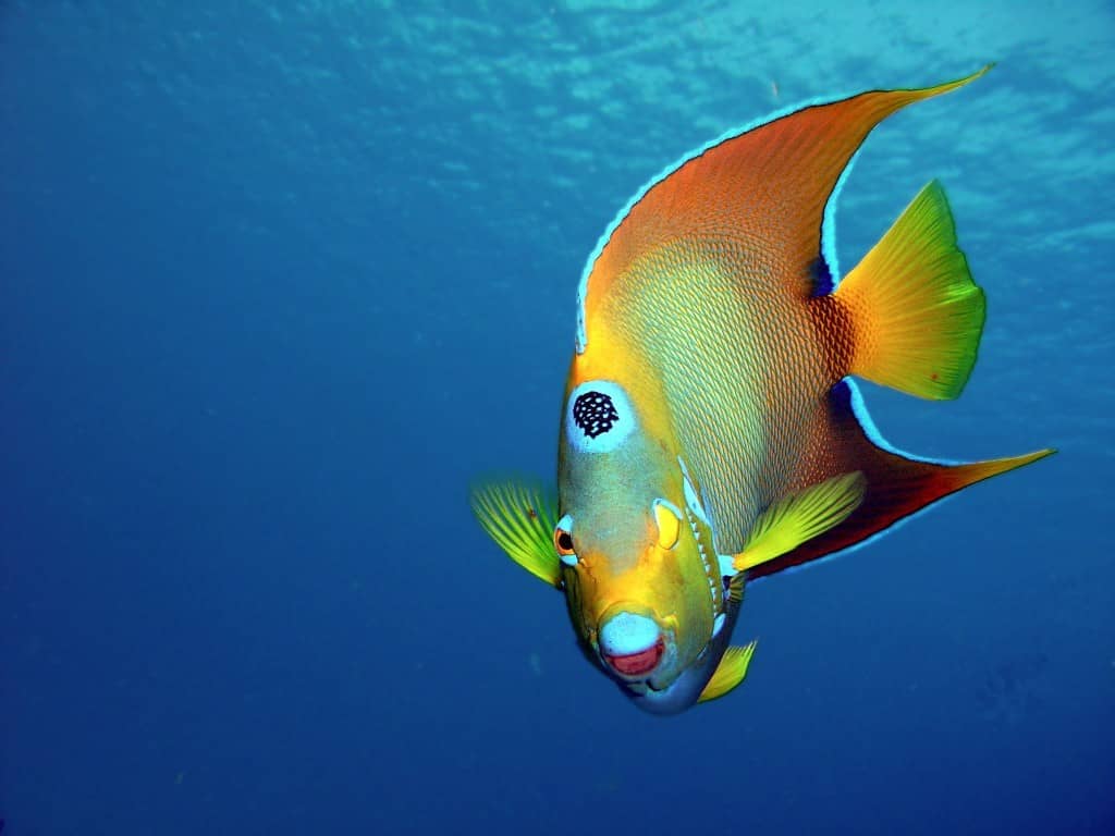 Fab Photos Friday: Angelic Angelfish | TRAVELS WITH TAM
