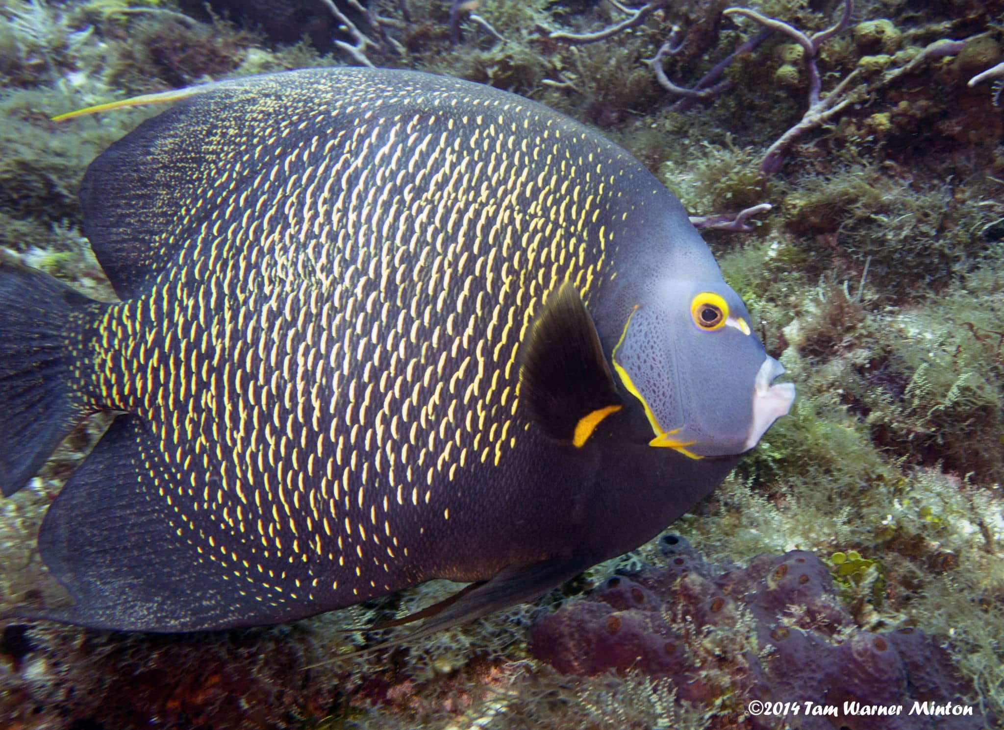 Fab Photos Friday: Angelic Angelfish | TRAVELS WITH TAM