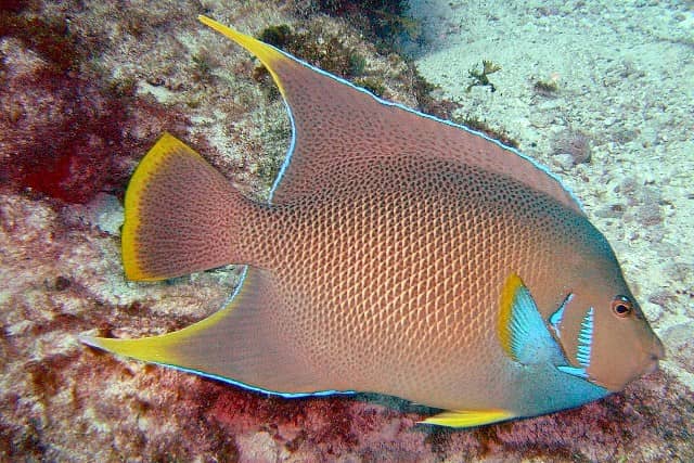 Fab Photos Friday: Angelic Angelfish | TRAVELS WITH TAM