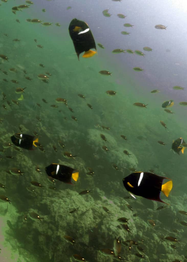 Fab Photos Friday: Angelic Angelfish | TRAVELS WITH TAM