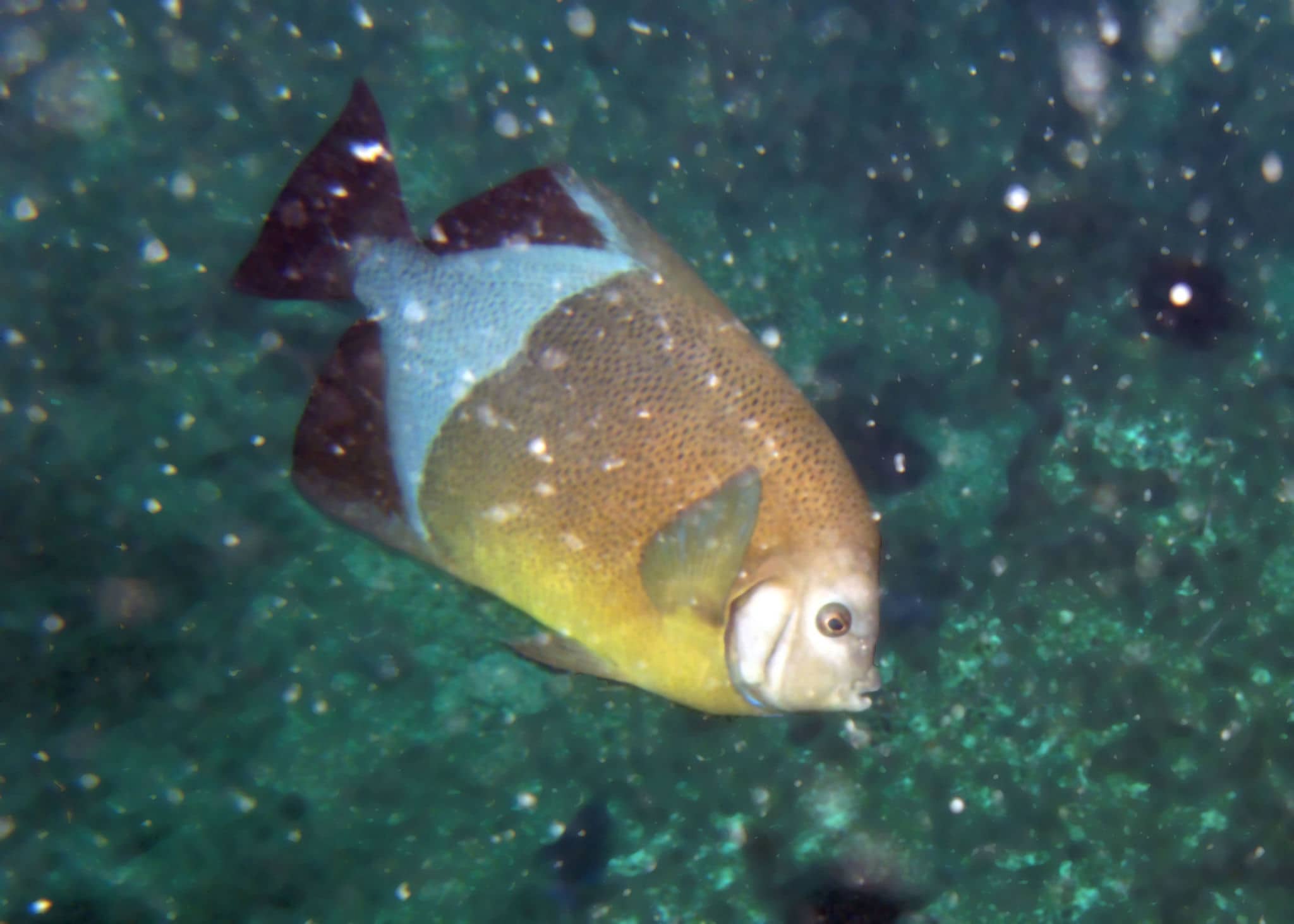 Fab Photos Friday: Angelic Angelfish | TRAVELS WITH TAM