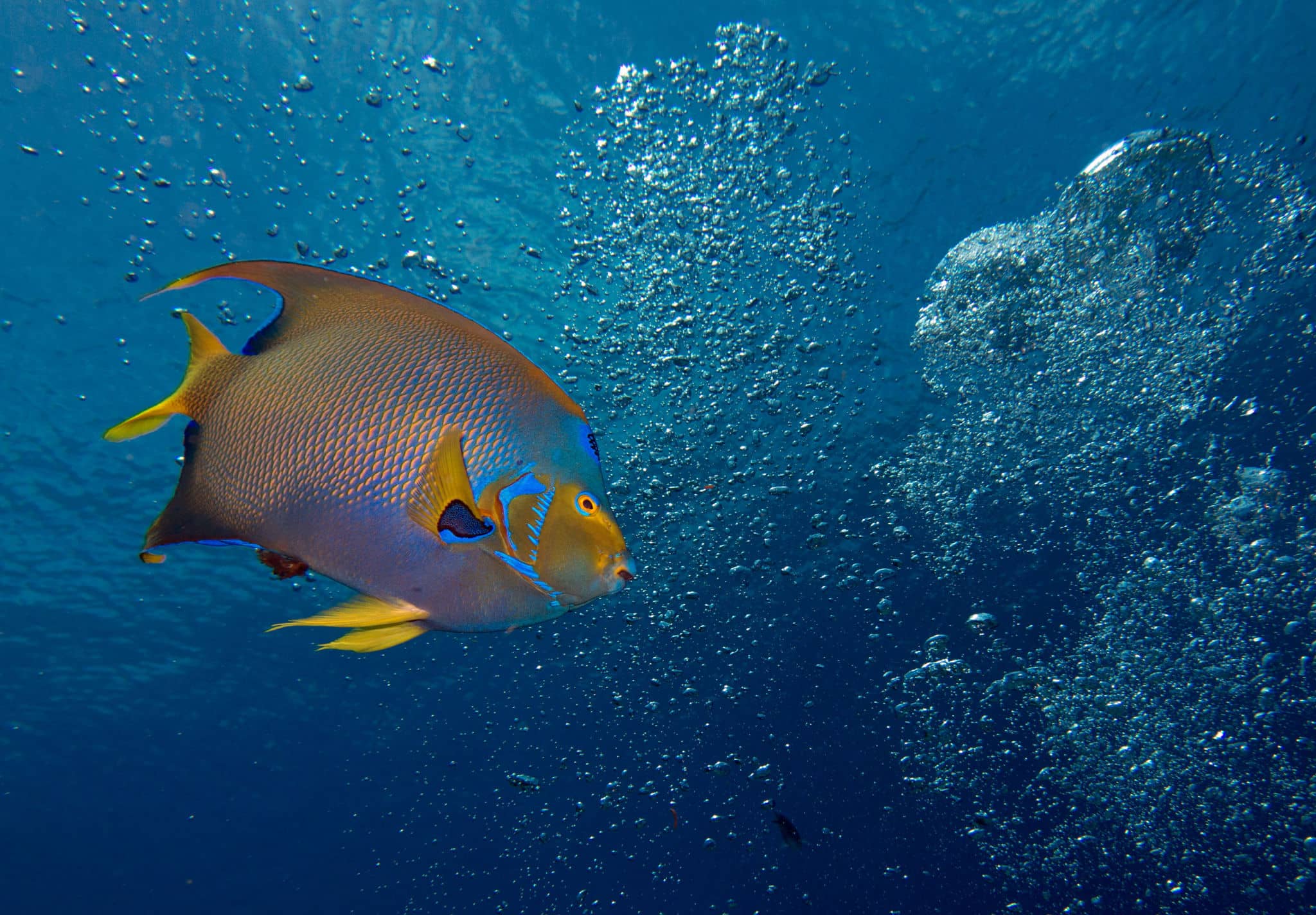 Fab Photos Friday: Angelic Angelfish | TRAVELS WITH TAM