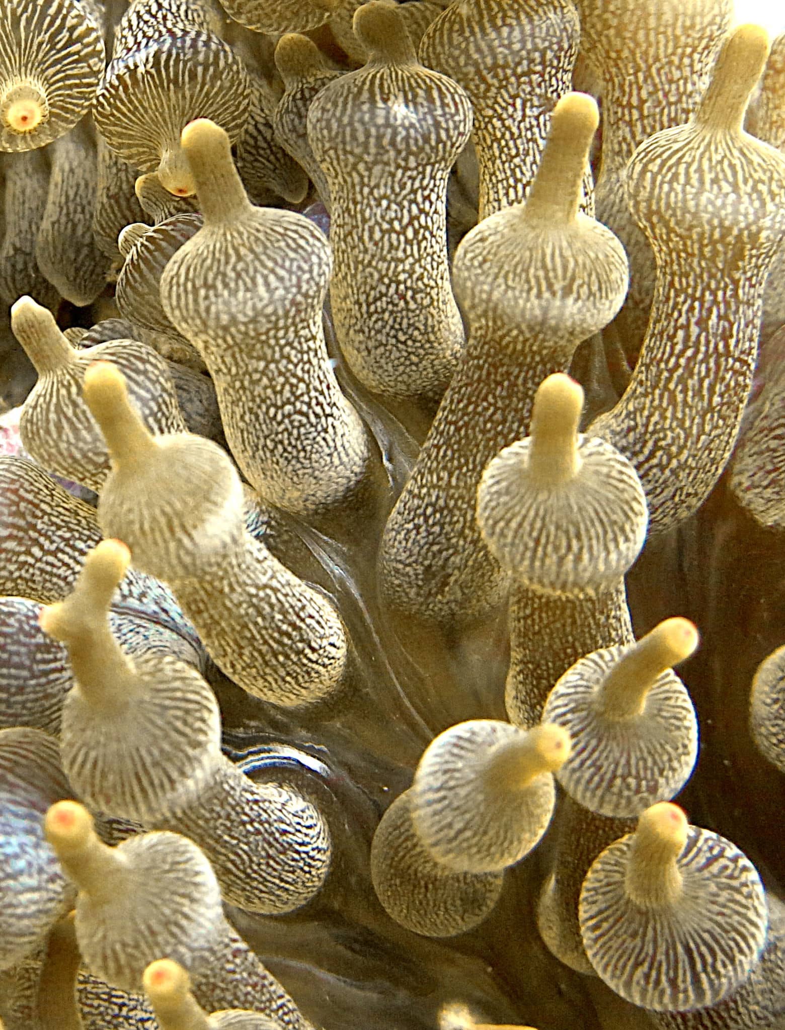 Fab Photos Friday: Do you love Anemones? | TRAVELS WITH TAM