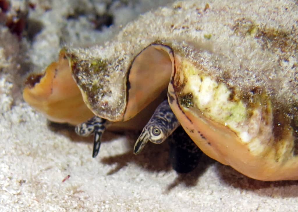 Macro Thrills in Cozumel! | TRAVELS WITH TAM