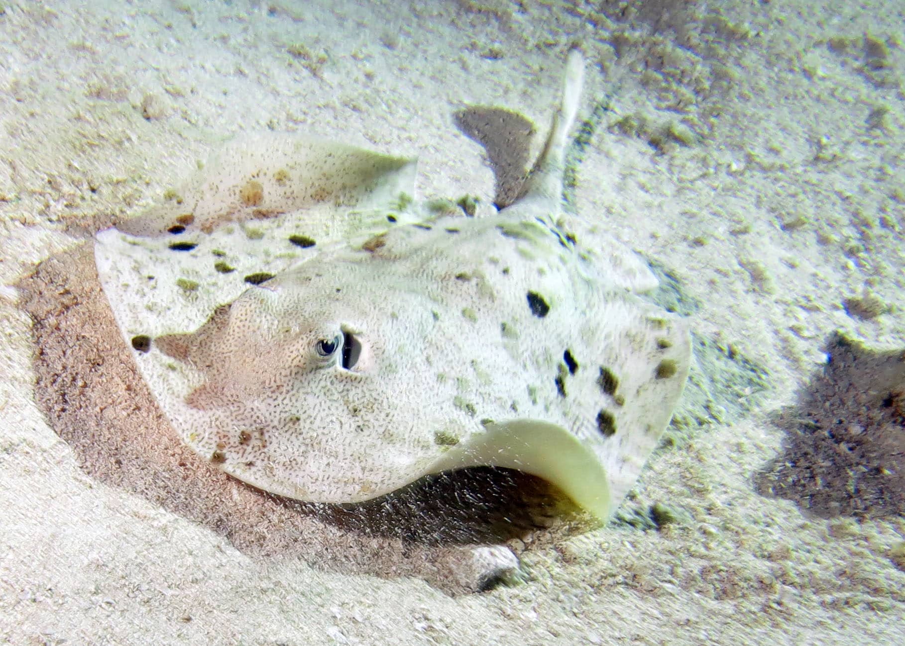 Fab Photos Friday: Incredible Night Dive | TRAVELS WITH TAM