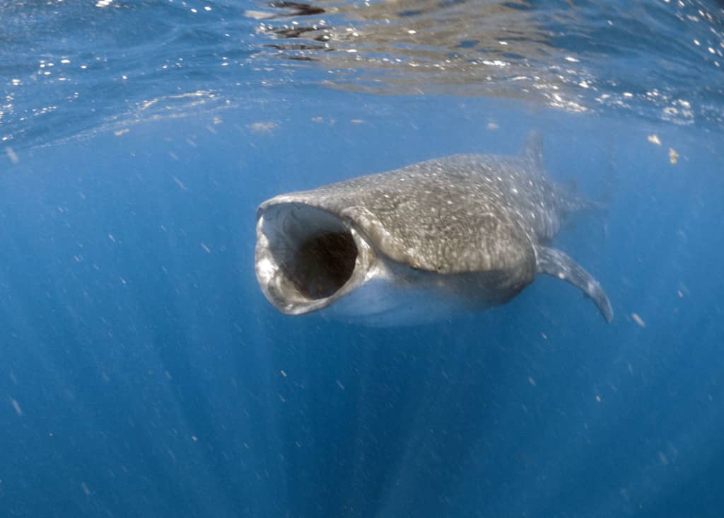 Fab Photos Friday: The Biggest Fish in the Ocean | TRAVELS WITH TAM