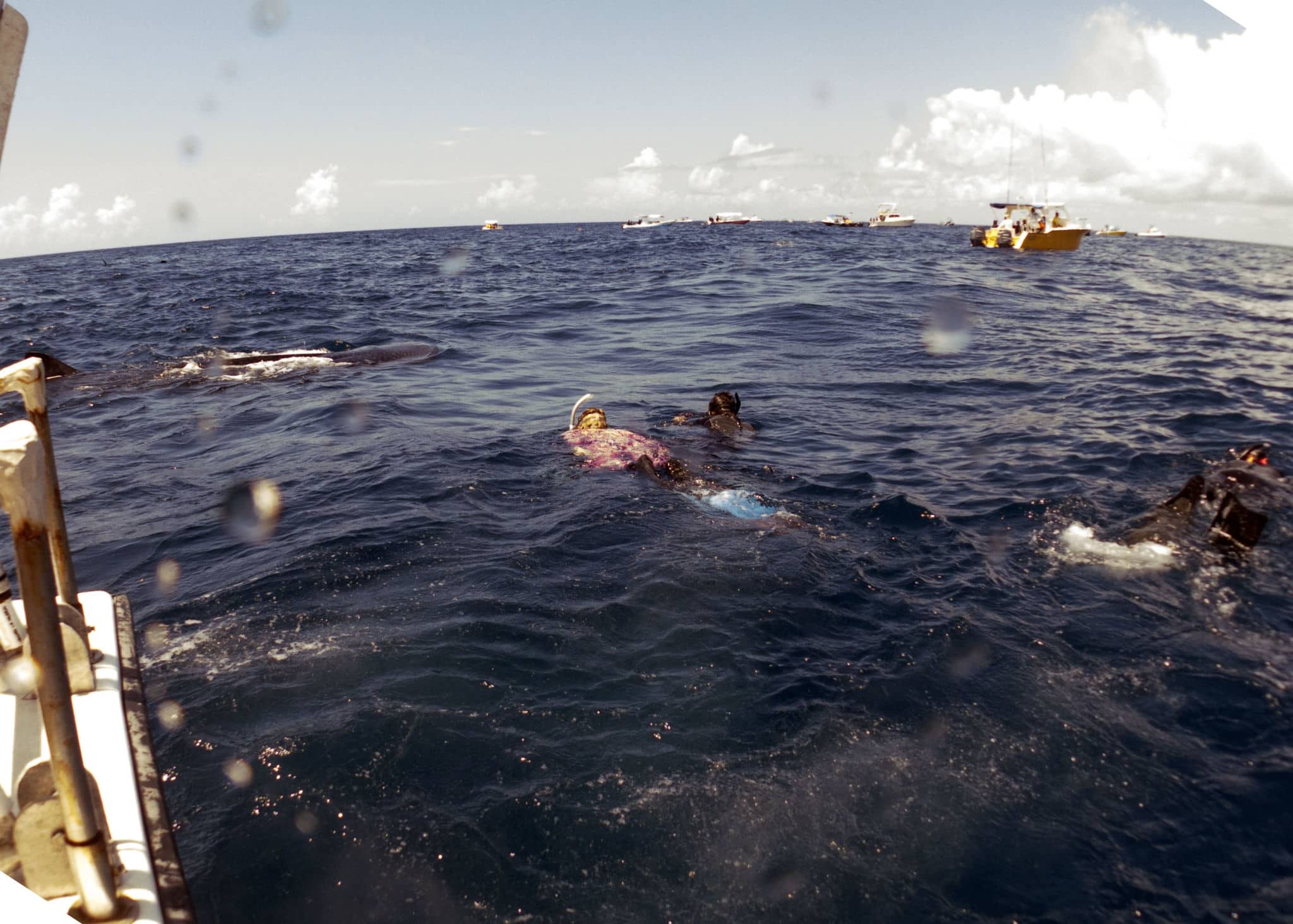 Citizen Science with Marine Megafauna Foundation | TRAVELS WITH TAM