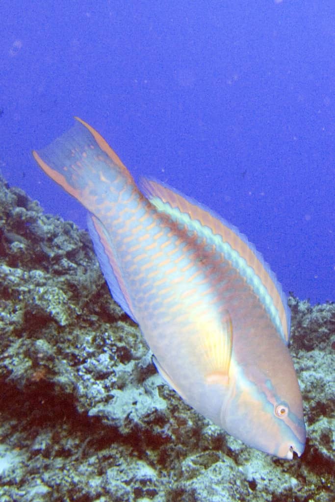 Fab Photos Friday: the Colorful and Necessary Parrot Fish! | TRAVELS ...