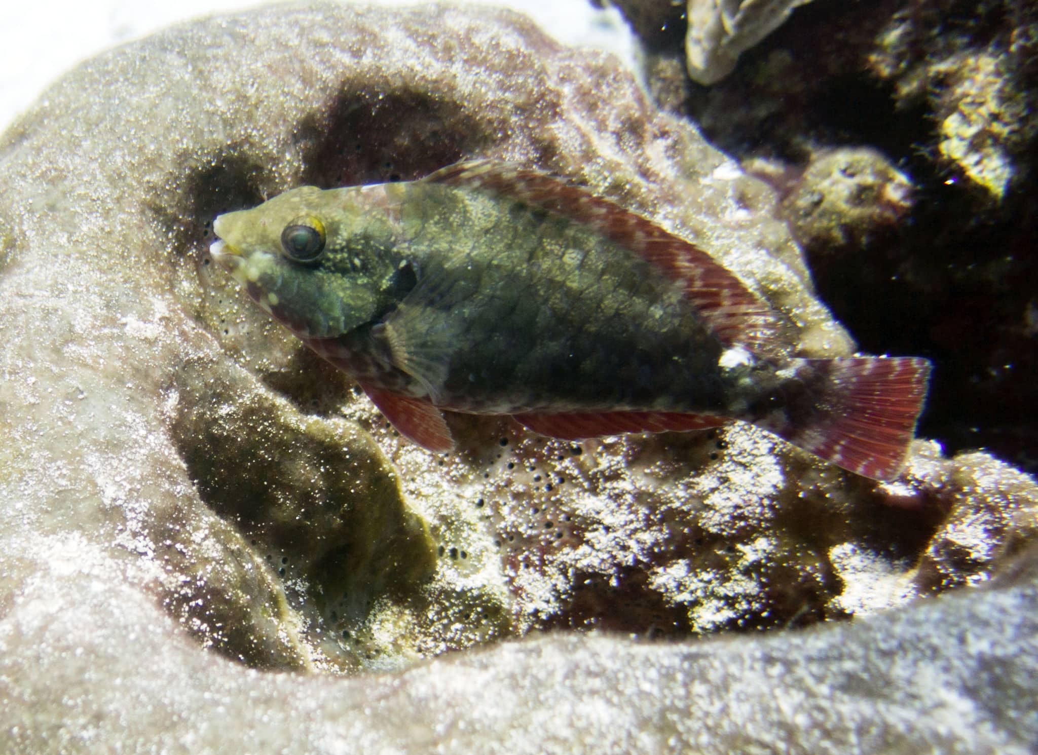 Fab Photos Friday: the Colorful and Necessary Parrot Fish! | TRAVELS ...