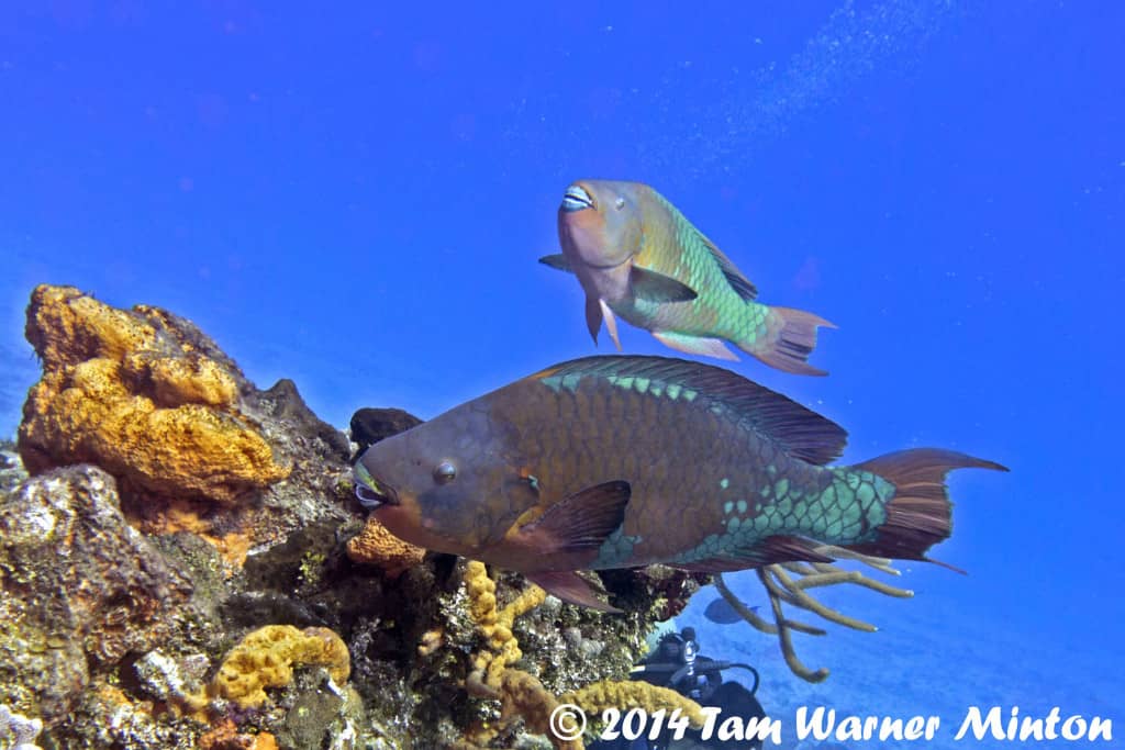 Fab Photos Friday: the Colorful and Necessary Parrot Fish! | TRAVELS ...