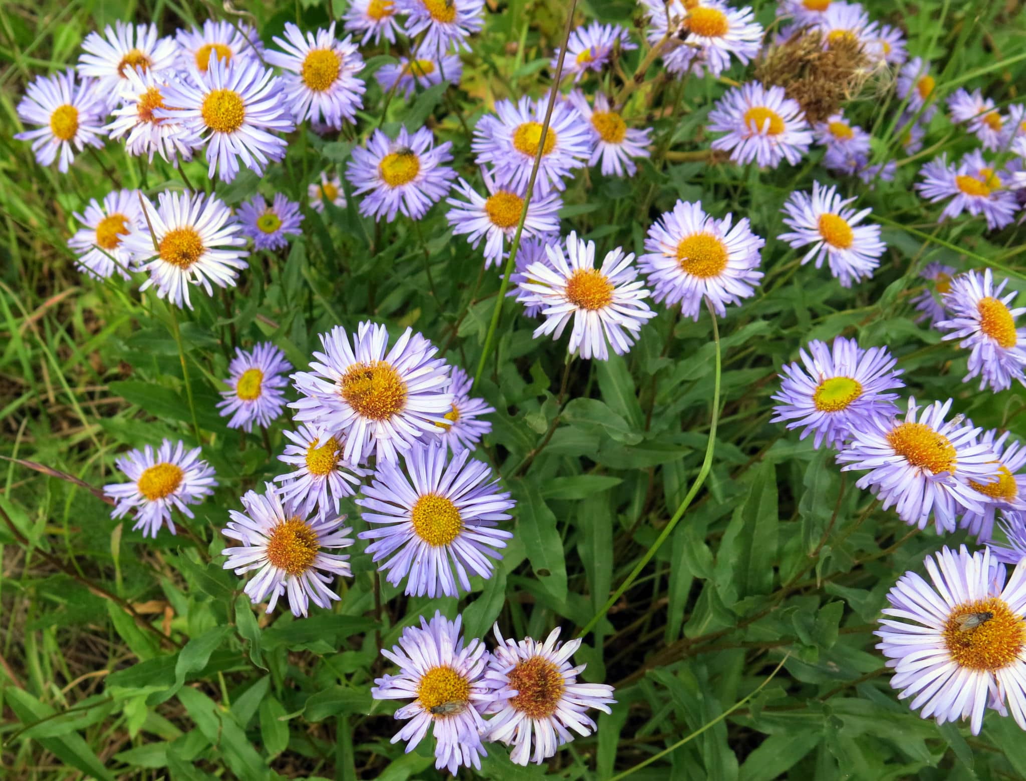 Fab Photos Friday: The Natural Beauty of Aspen, CO | TRAVELS WITH TAM