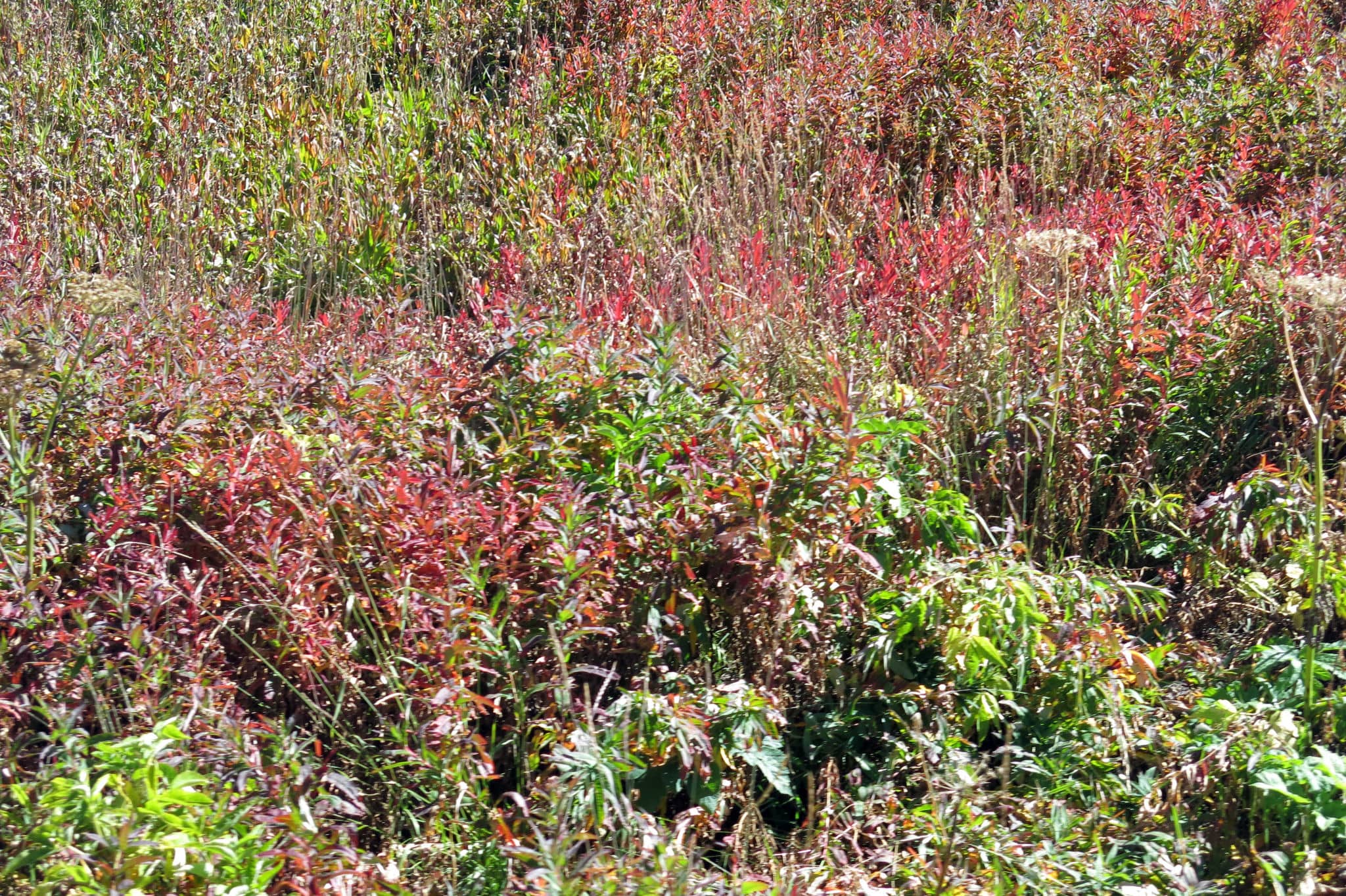 Fab Photos Friday: The Natural Beauty of Aspen, CO | TRAVELS WITH TAM