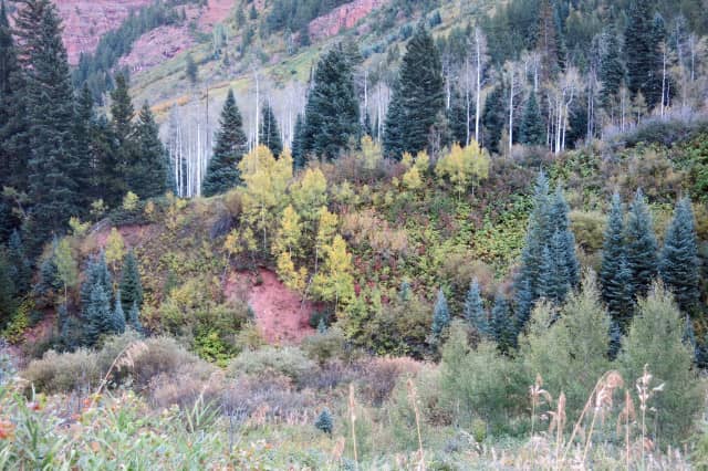 Fab Photos Friday: The Natural Beauty of Aspen, CO | TRAVELS WITH TAM