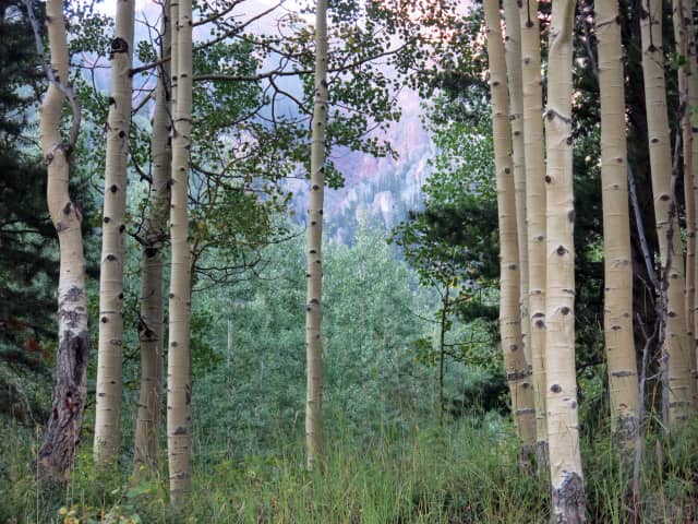 Fab Photos Friday: The Natural Beauty of Aspen, CO | TRAVELS WITH TAM